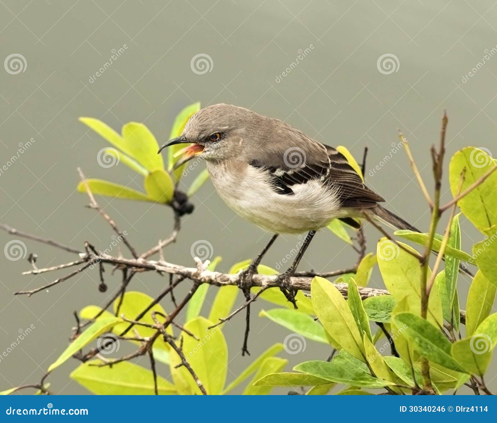 Mockingbird Screeching stock photo. Image of songbird - 30340246