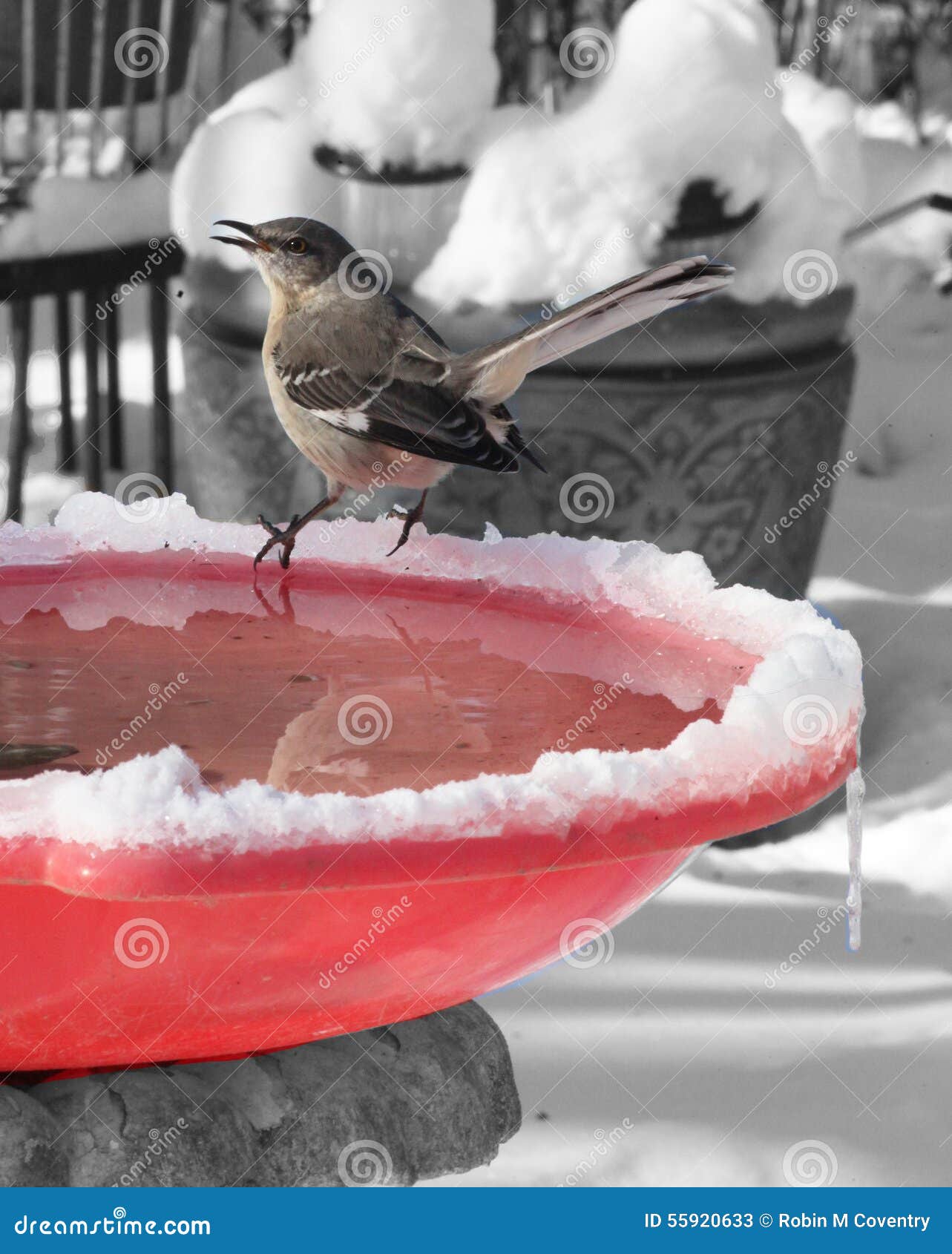 Mockingbird Sits on Outside Birdbath in the Winter Stock Image - Image ...