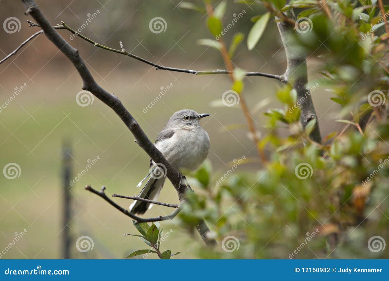 Mockingbird in tree stock photo. Image of wing, branch - 12160982