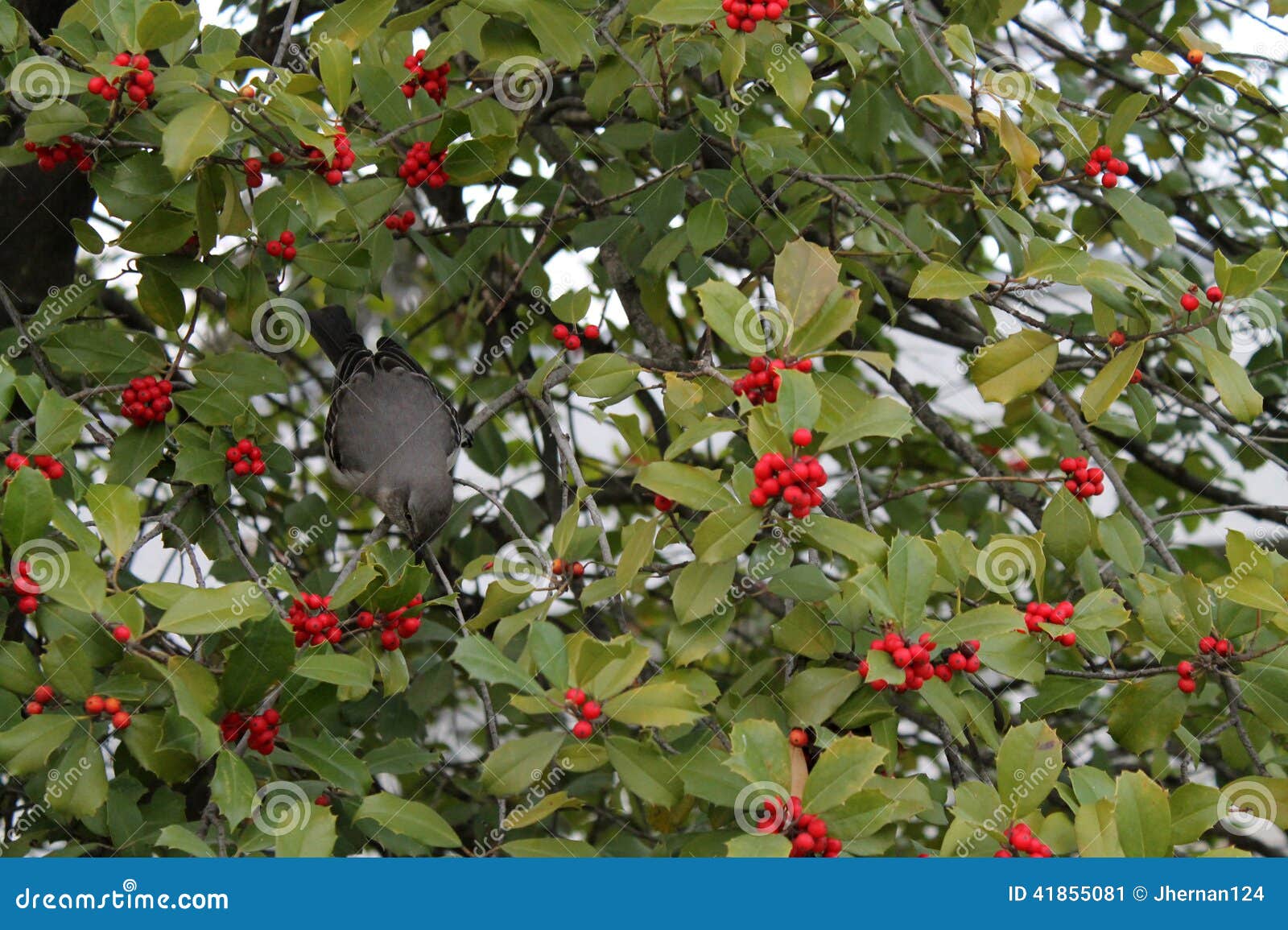 Mockingbird in tree stock image. Image of freedom, feeding - 41855081