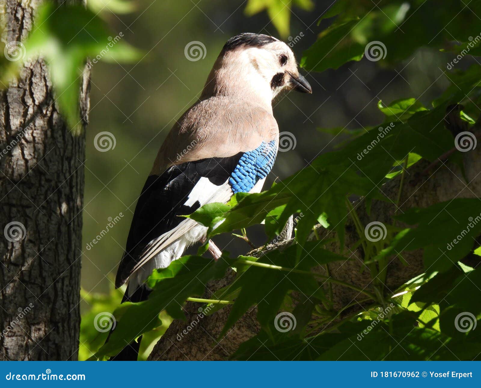 Mocking jay bird Jay stock photo. Image of corvids, plant - 181670962
