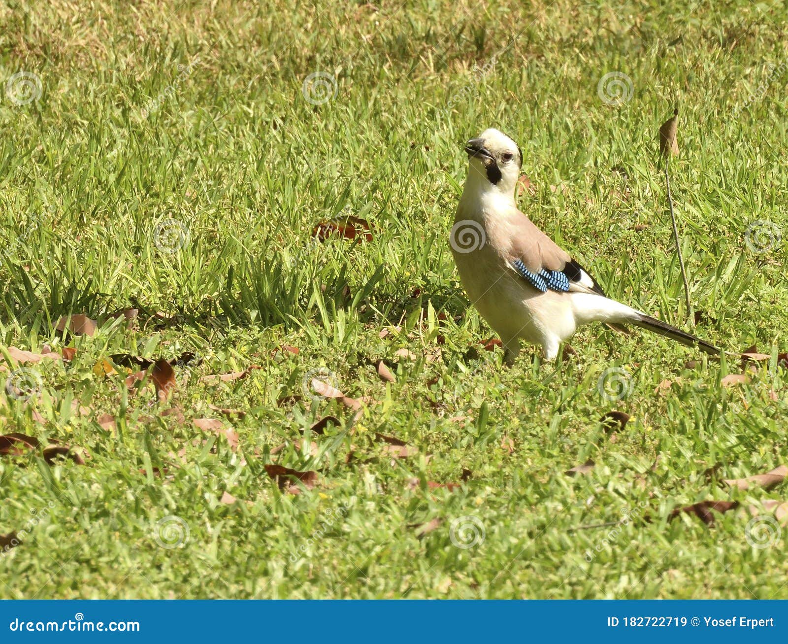 Mockingjay bird Jay stock image. Image of branch, corvids - 182722719
