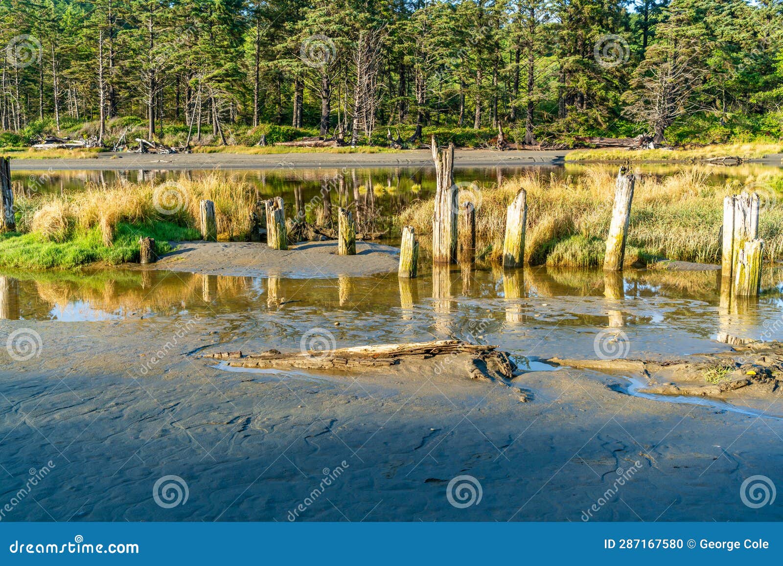 Moclips River Pilings 11 stock photo. Image of scenic - 287167580