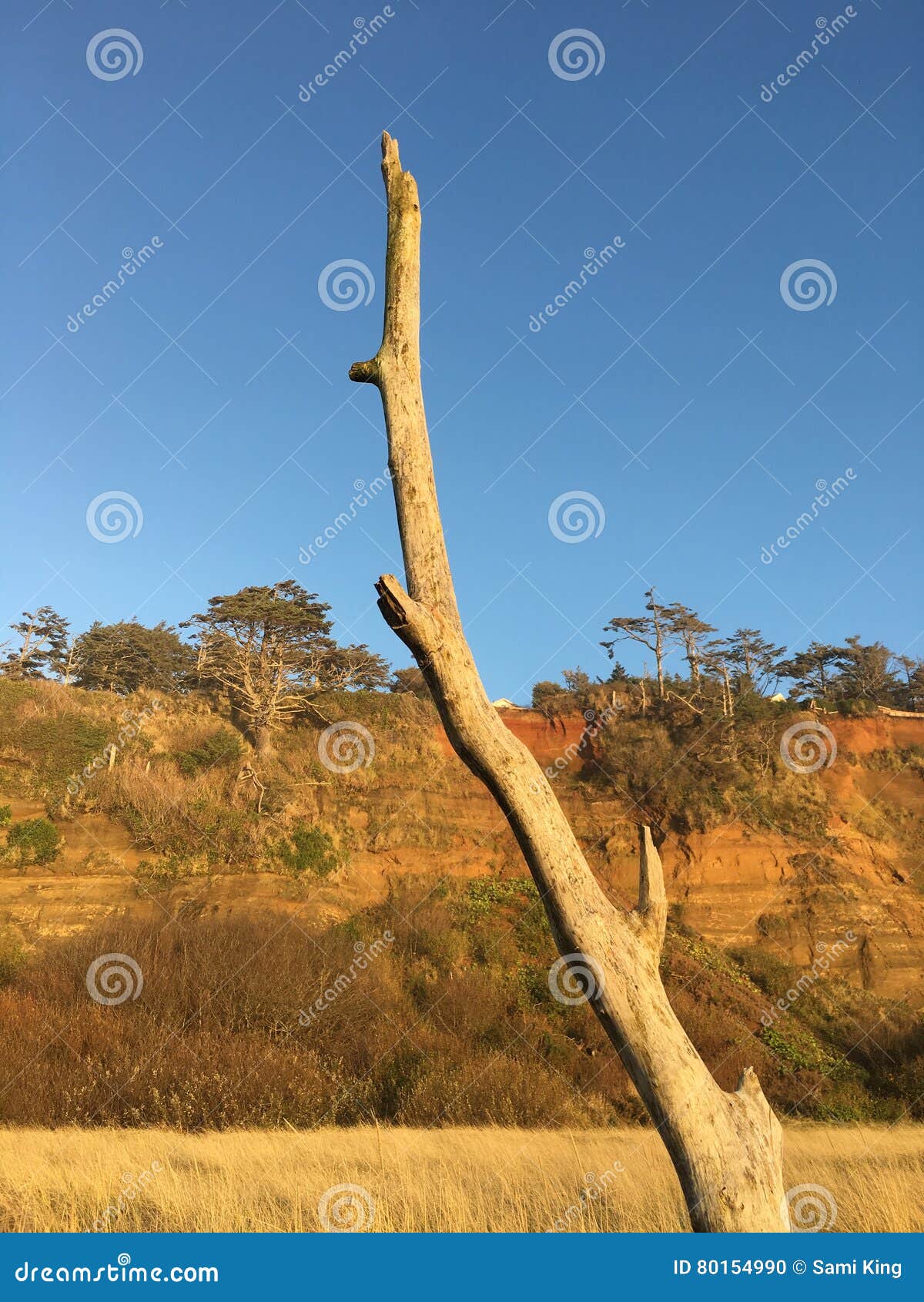 Moclips, Washington stock photo. Image of landscape, wood - 80154990