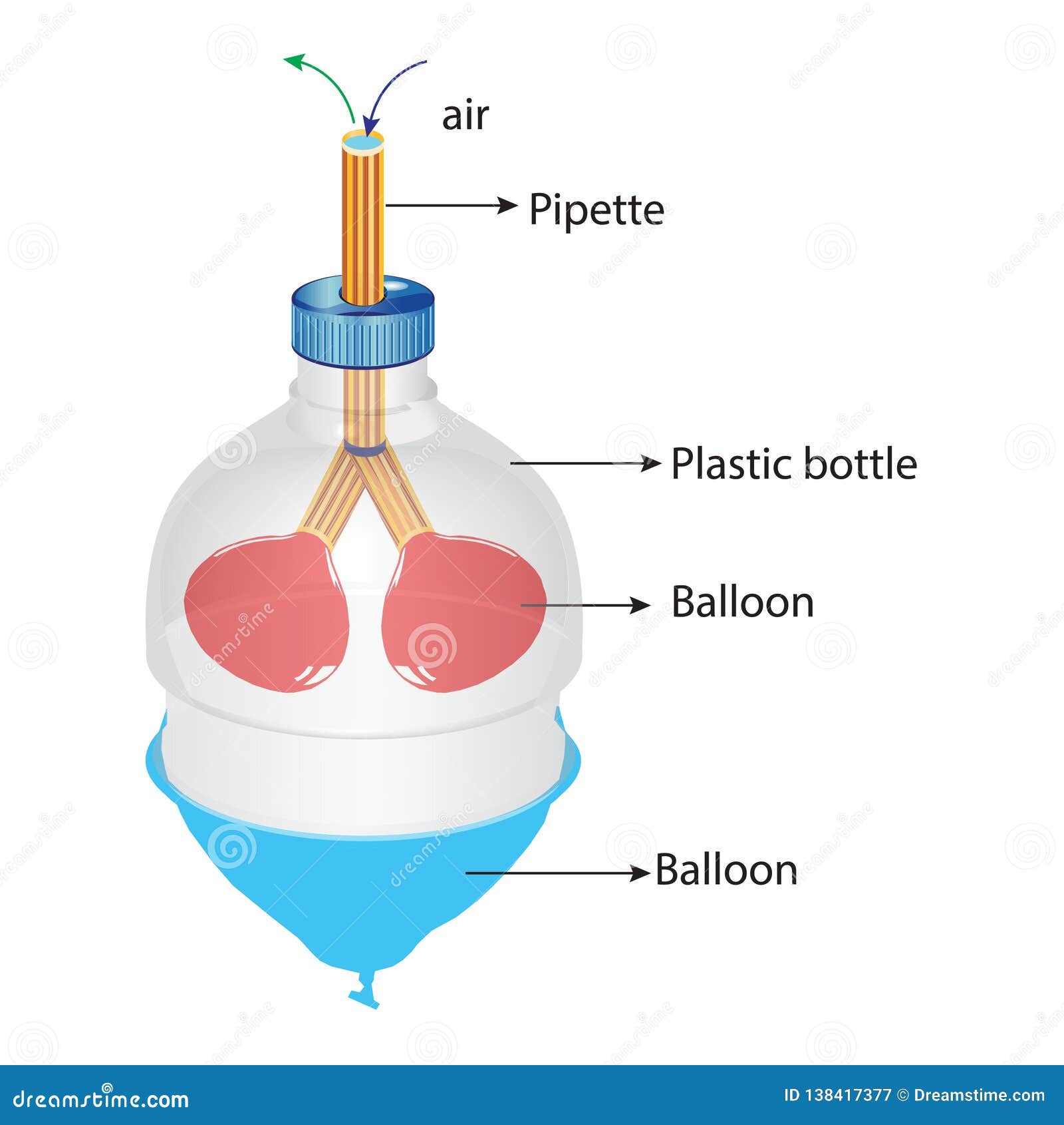 Modèle De Respiration De Poumon Illustration Stock - Illustration du ...