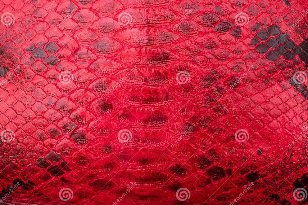 Modèle Rouge De Texture De Peaux De Serpent, Cuir Naturel Python Photo ...