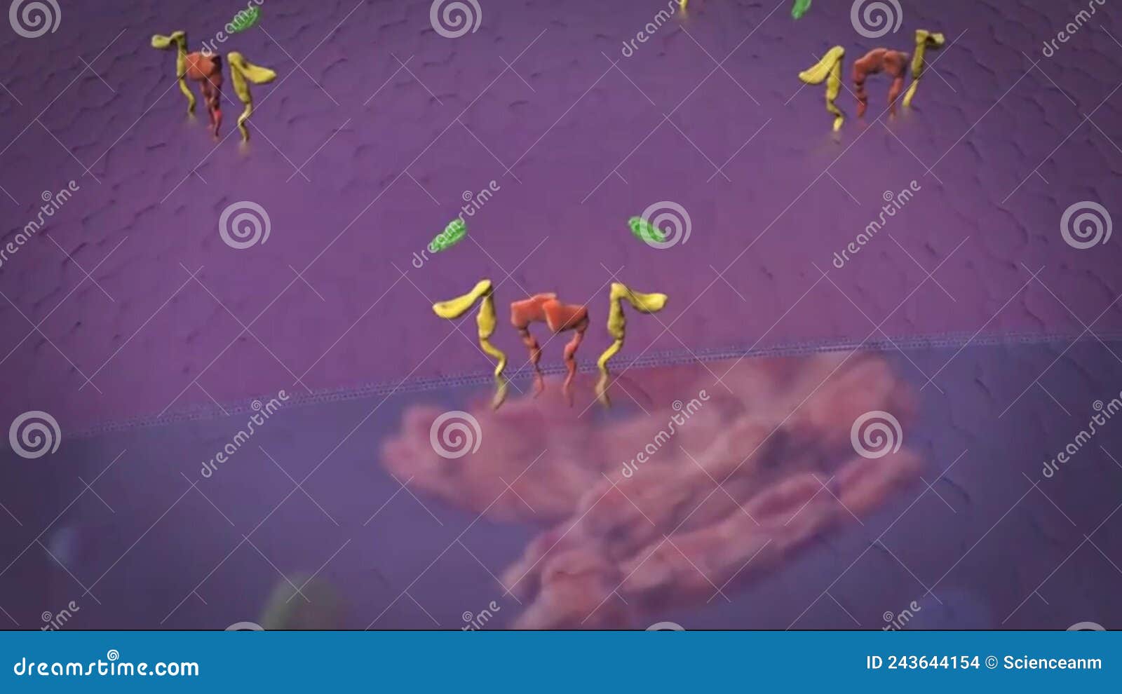 Bone Morphogenetic Protein Receptor Complexes Stock Illustration ...