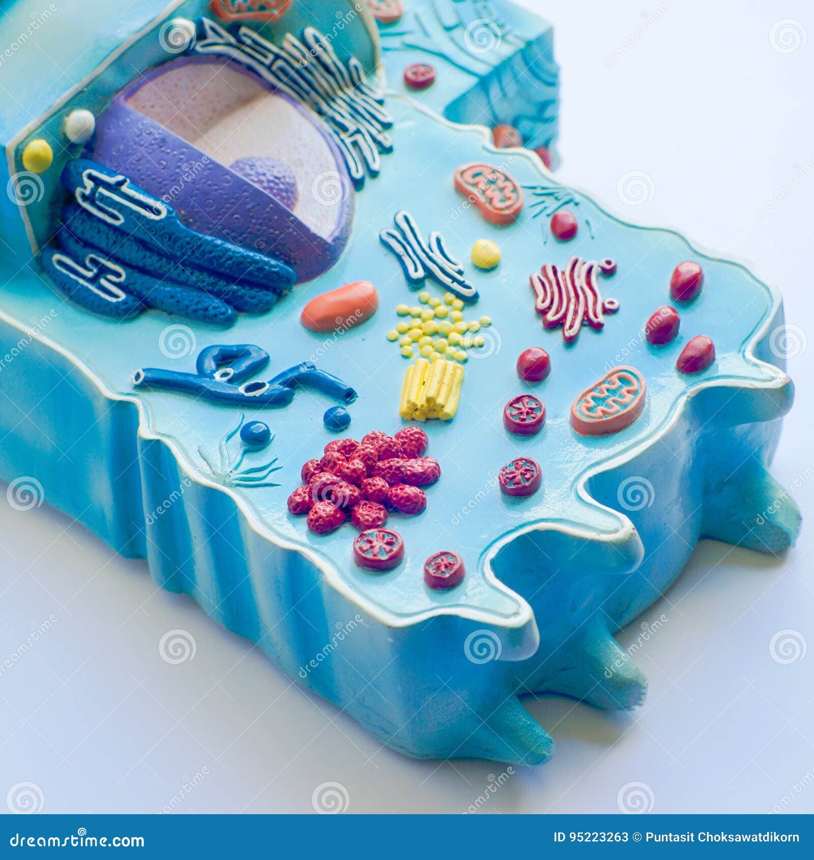 Model of animal cell stock image. Image of micro, science - 95223263