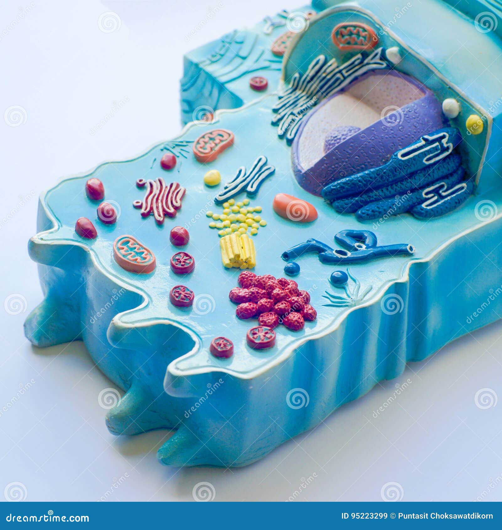 Animal Cell Anatomy, Biological Animal Cell With Organelles Cross ...