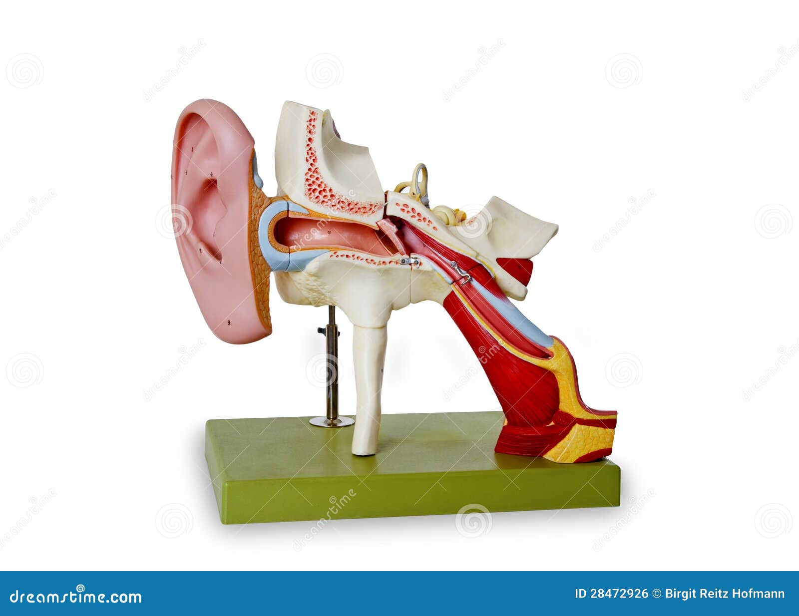 Model from auditory canal stock photo. Image of scientific - 28472926