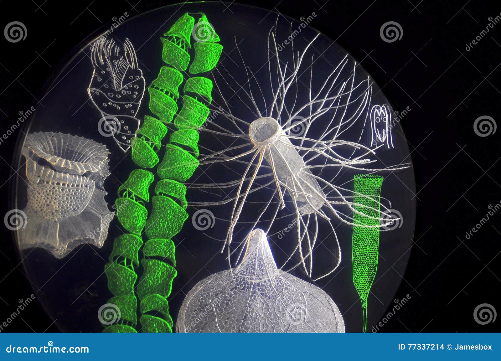 A model of bacteria stock illustration. Illustration of microbes - 77337214