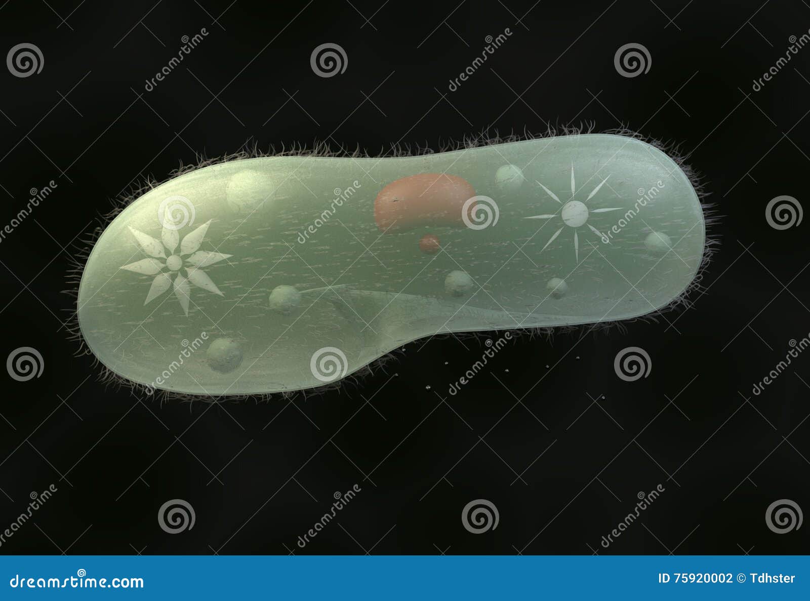 Paramecium Cell 3d