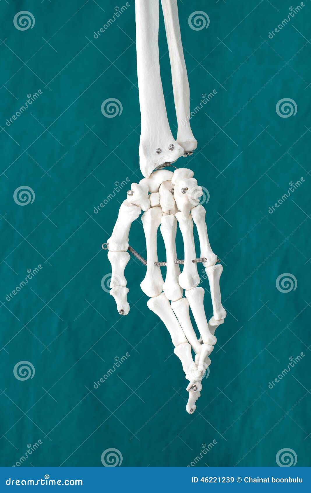 Model for bone stock image. Image of dome, doctors, approach - 46221239