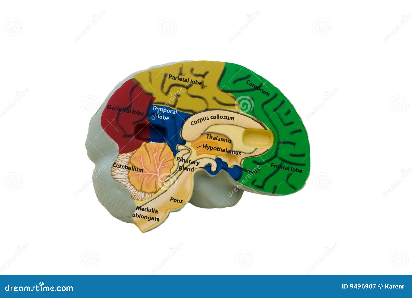 Model Brain With Anatomy Stock Image | CartoonDealer.com #308240521
