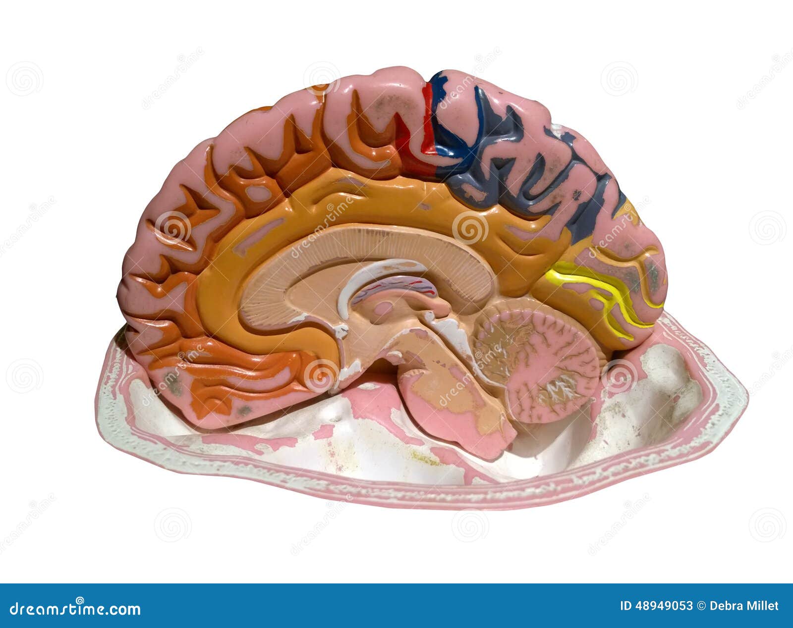 Model of a brain stock image. Image of inners, tools - 48949053