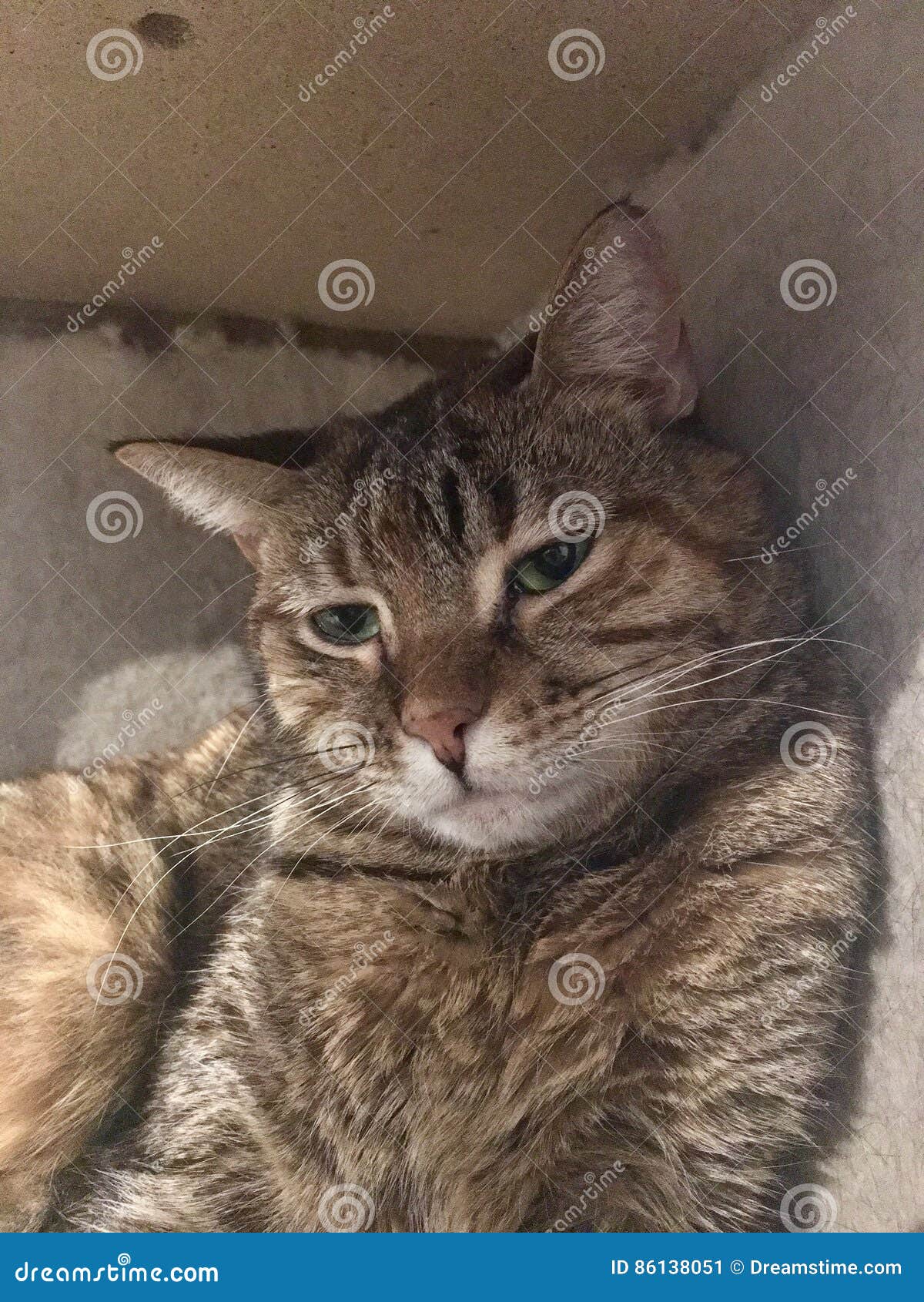 Model Cat stock image. Image of tabby, kitten, feline - 86138051