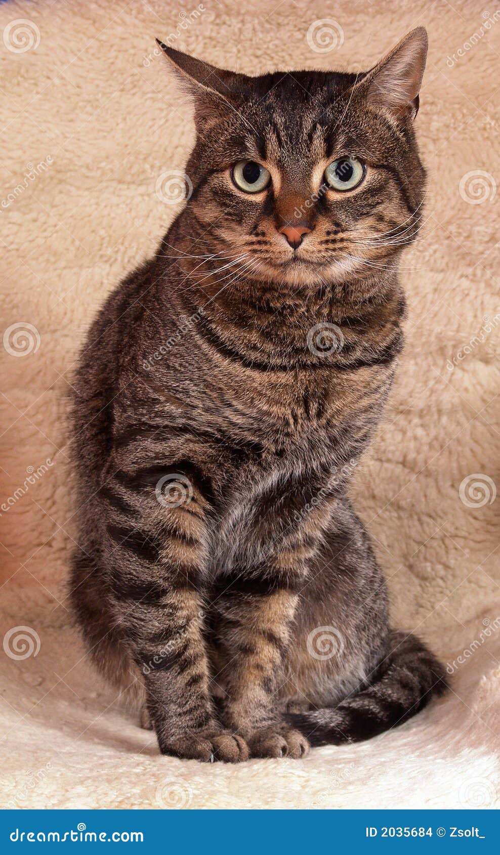 Model cat portrait stock photo. Image of cute, kitten - 2035684