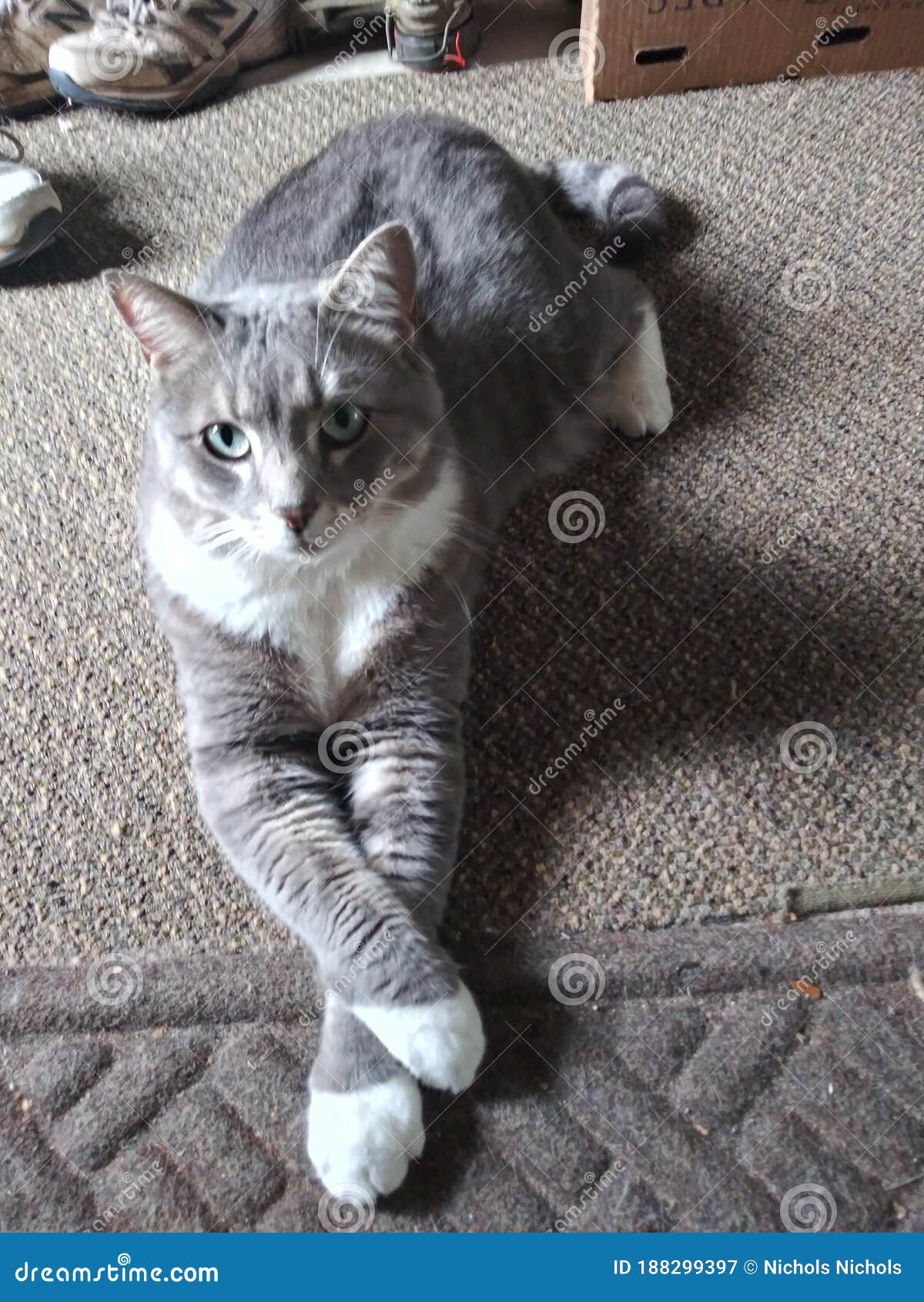 Model Cat Shoot stock image. Image of shoot, pose, model - 188299397