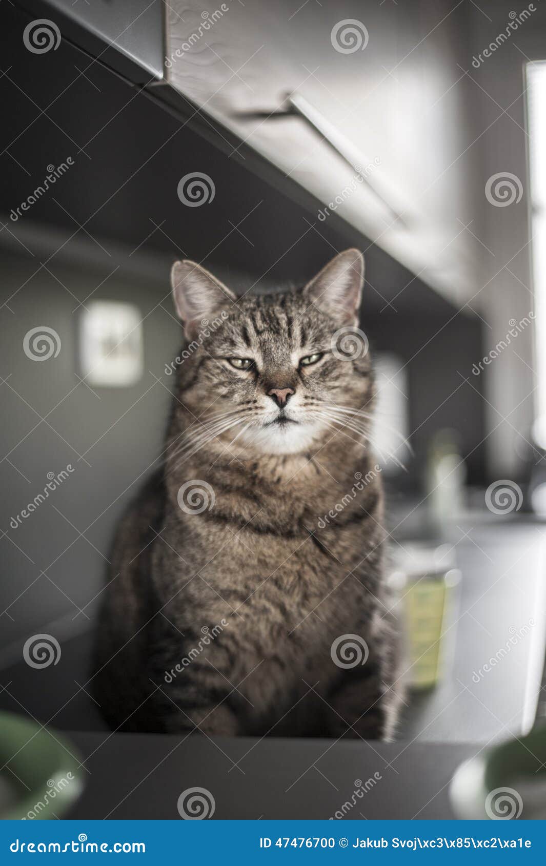 Cat stock photo. Image of animal, looking, black, floor - 47476700