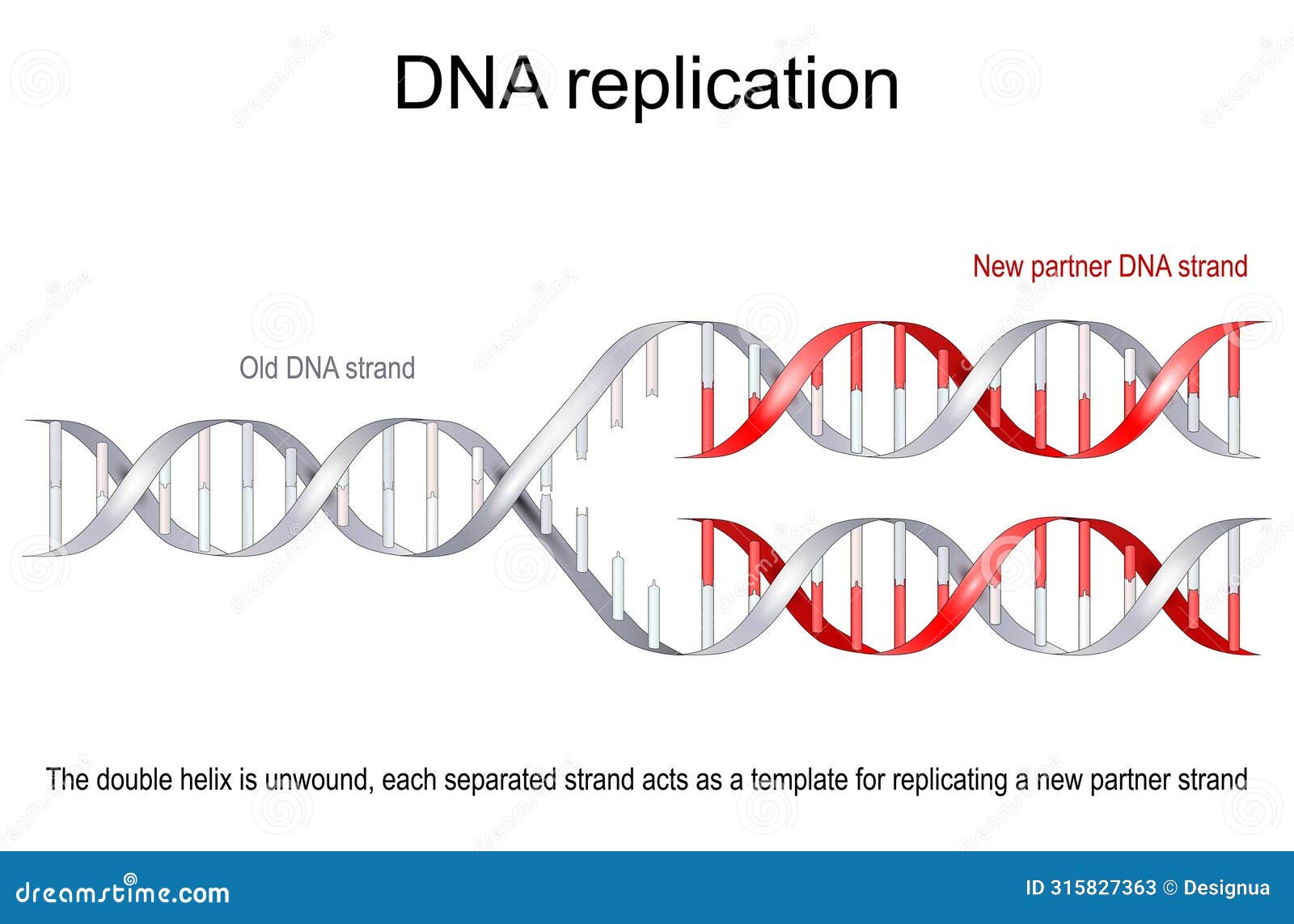 DNA Replication Cartoon Vector | CartoonDealer.com #315827363 DNA Replication Cartoon Vector | CartoonDealer.com #315827363