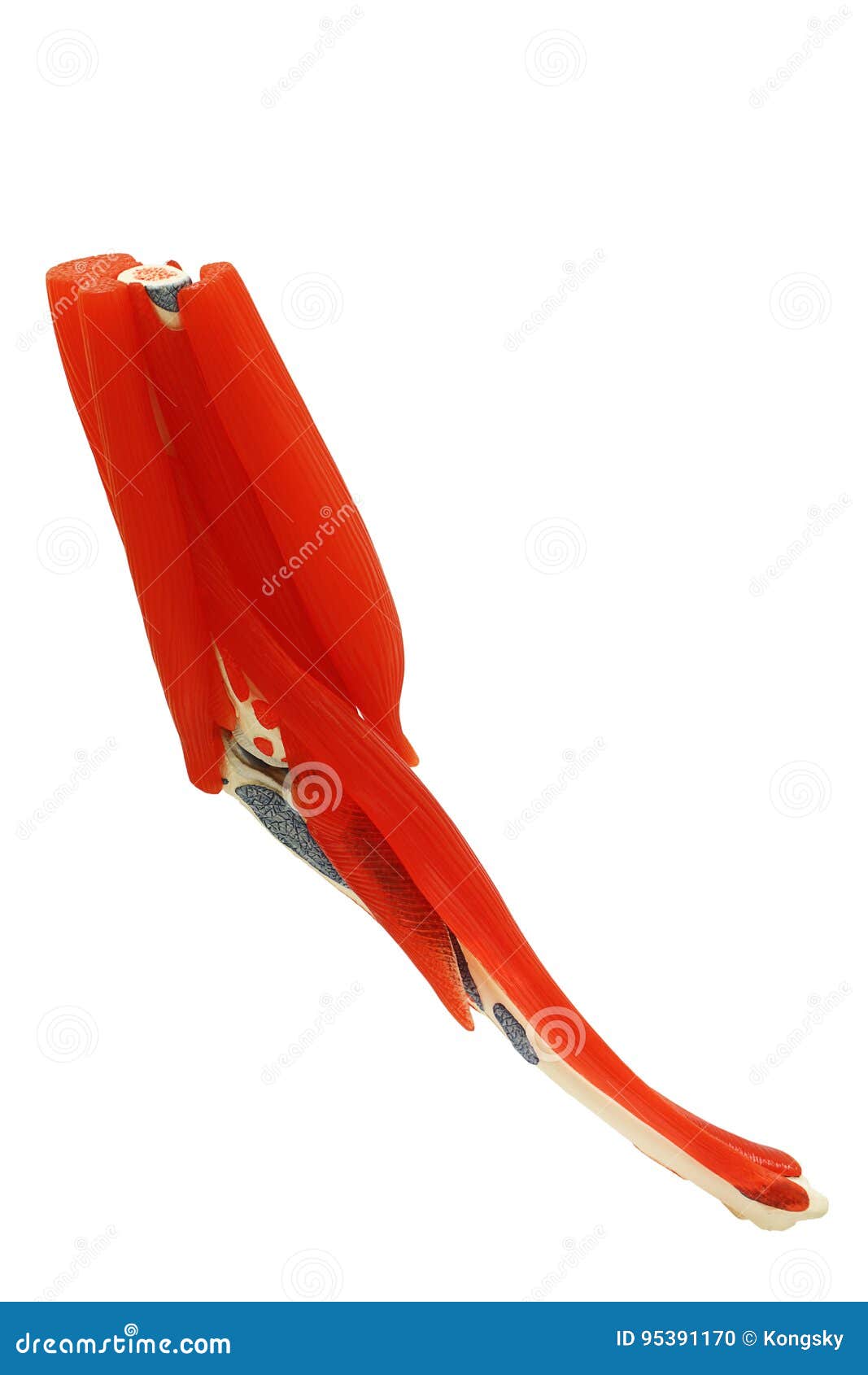 Extensor Digitorum Longus Photos - Free & Royalty-Free Stock Photos ...