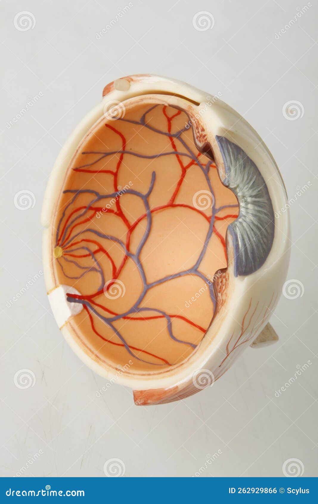 Model of an Eye for Medical Study Stock Photo - Image of ophthalmology ...