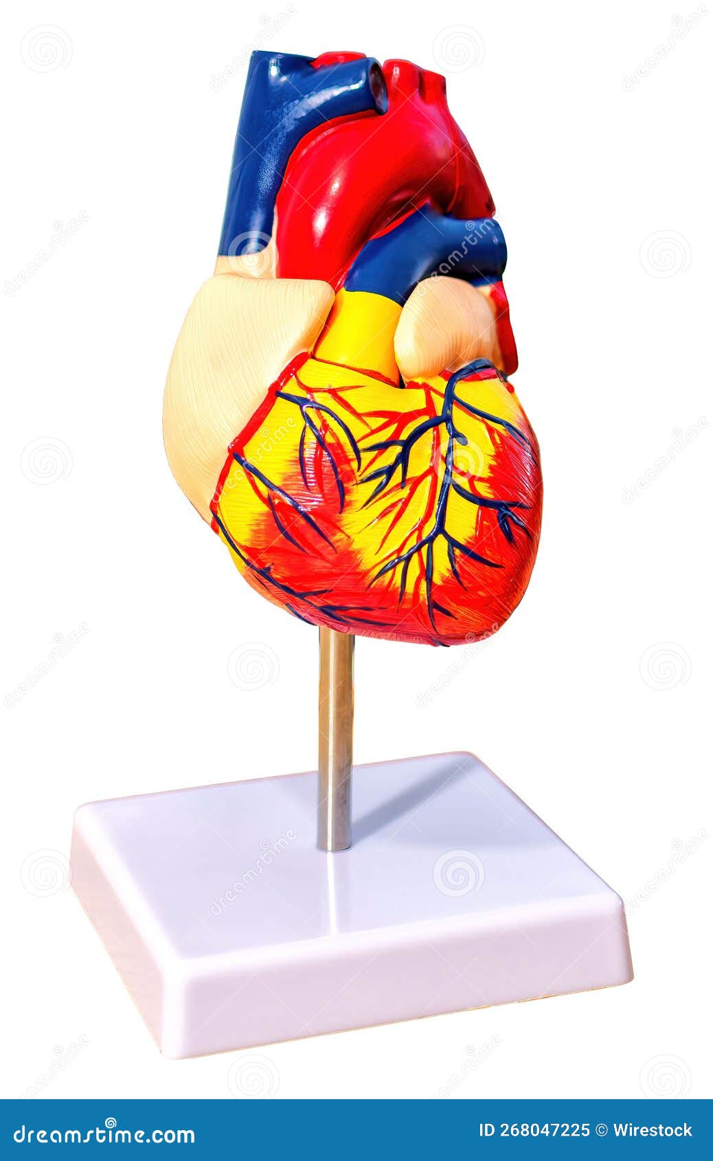 Model Figure of a Human Heart Isolated on White Background Stock ...
