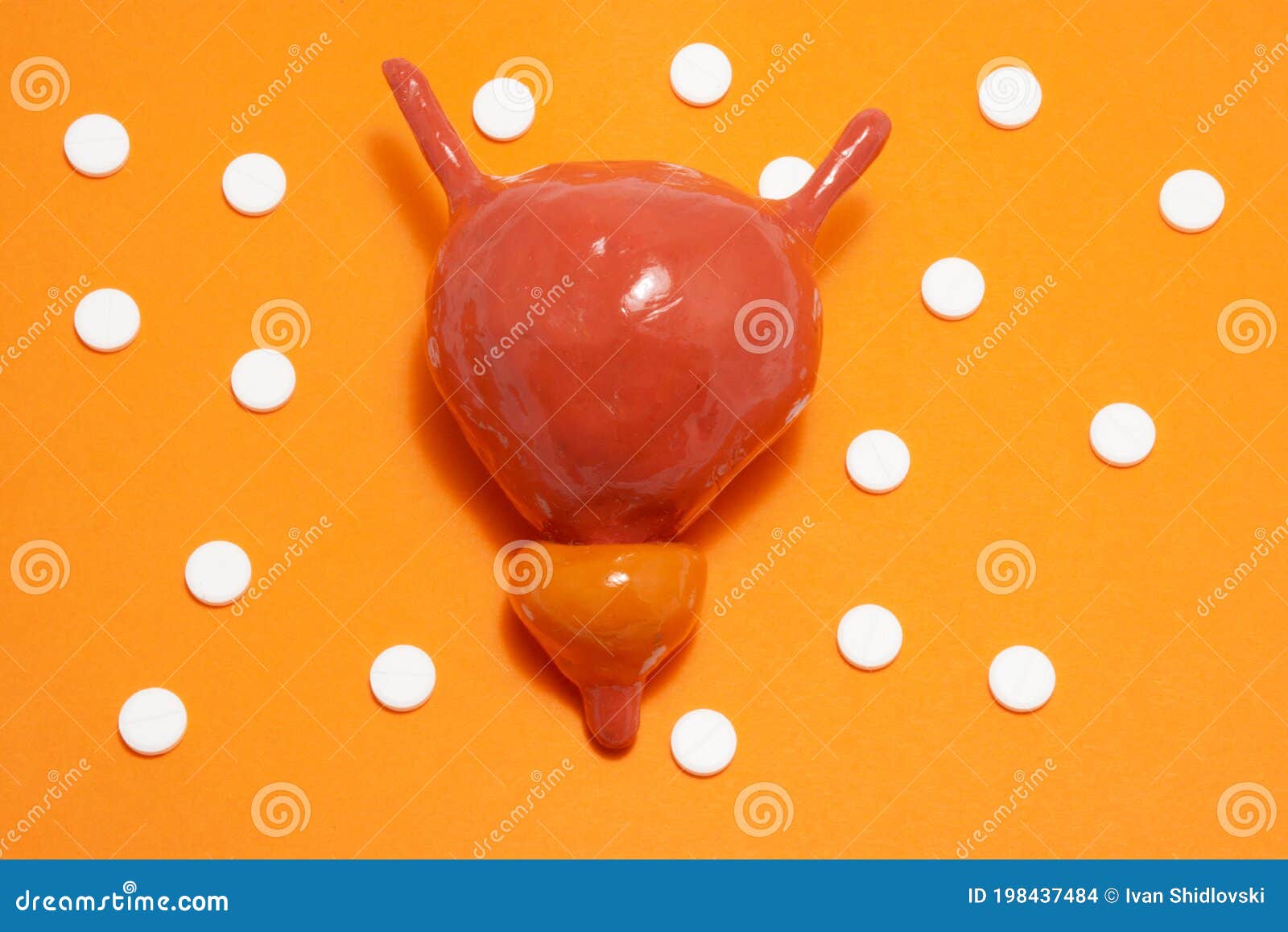 Model or Figure of Urinary Bladder and Prostate, Which Corresponds To ...