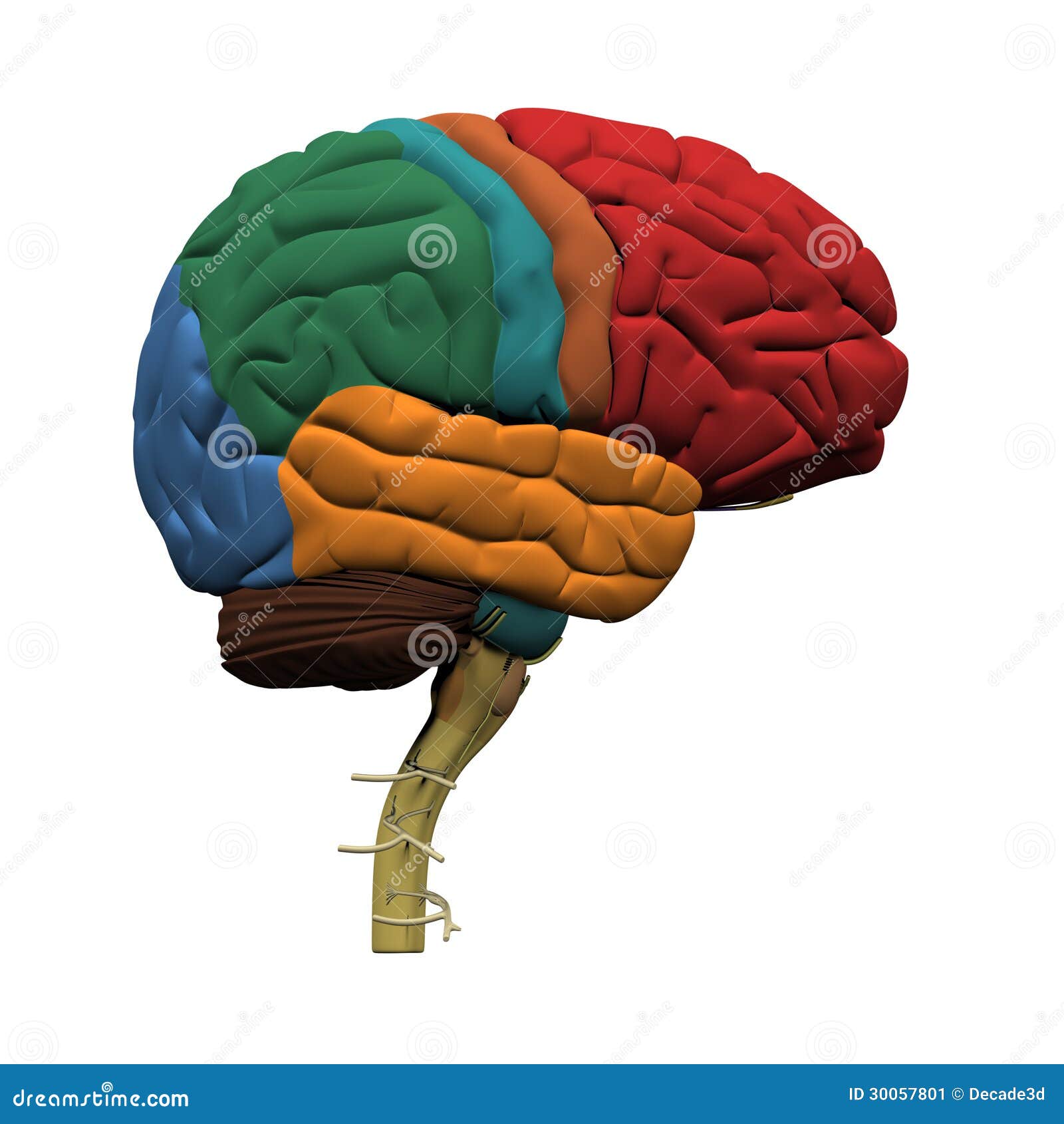 Complete Parts Of The Brain