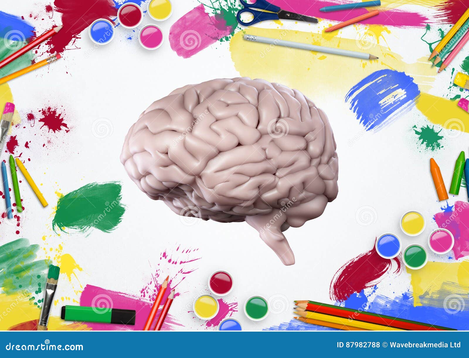 Model of Human Brain with Color Pencils and Paints on White Background ...