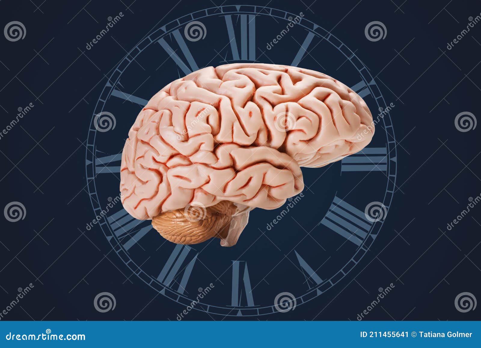 Model of the Human Brain, the Concept of Medical Health, Intellectual ...