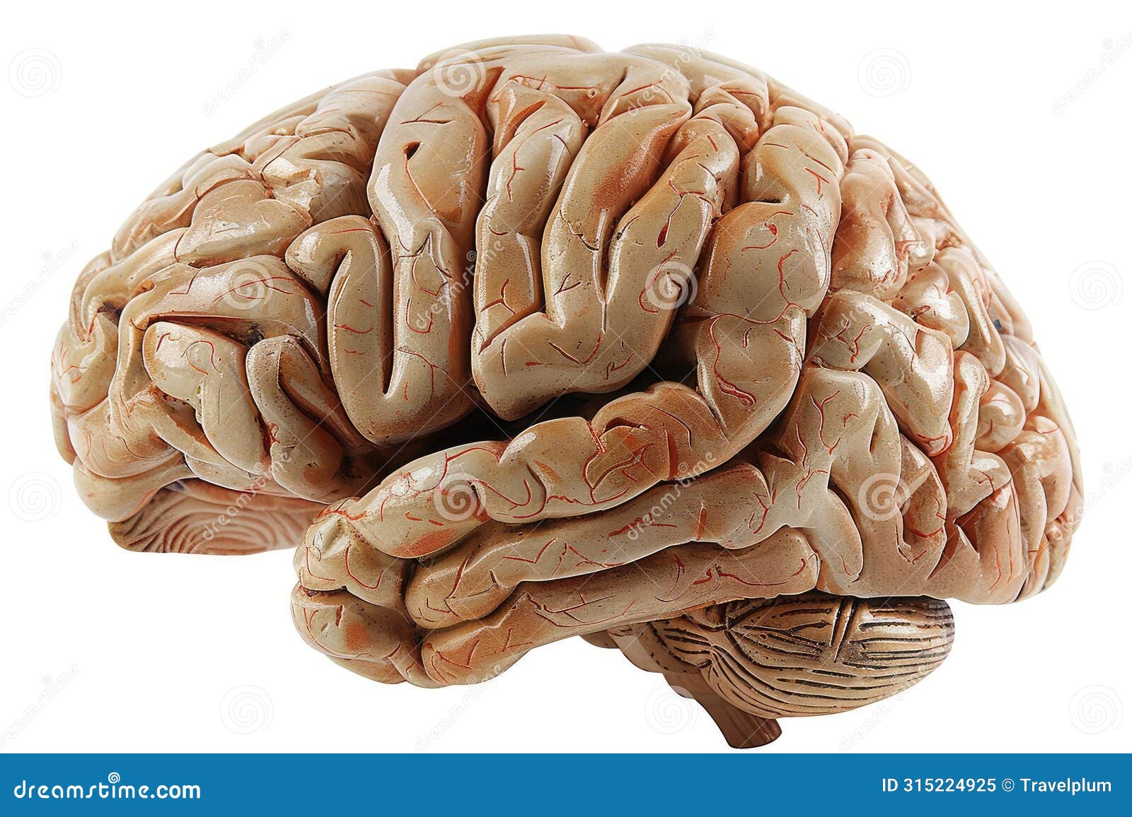 Model of the Human Brain with Convolutions. Anatomical Model of an ...