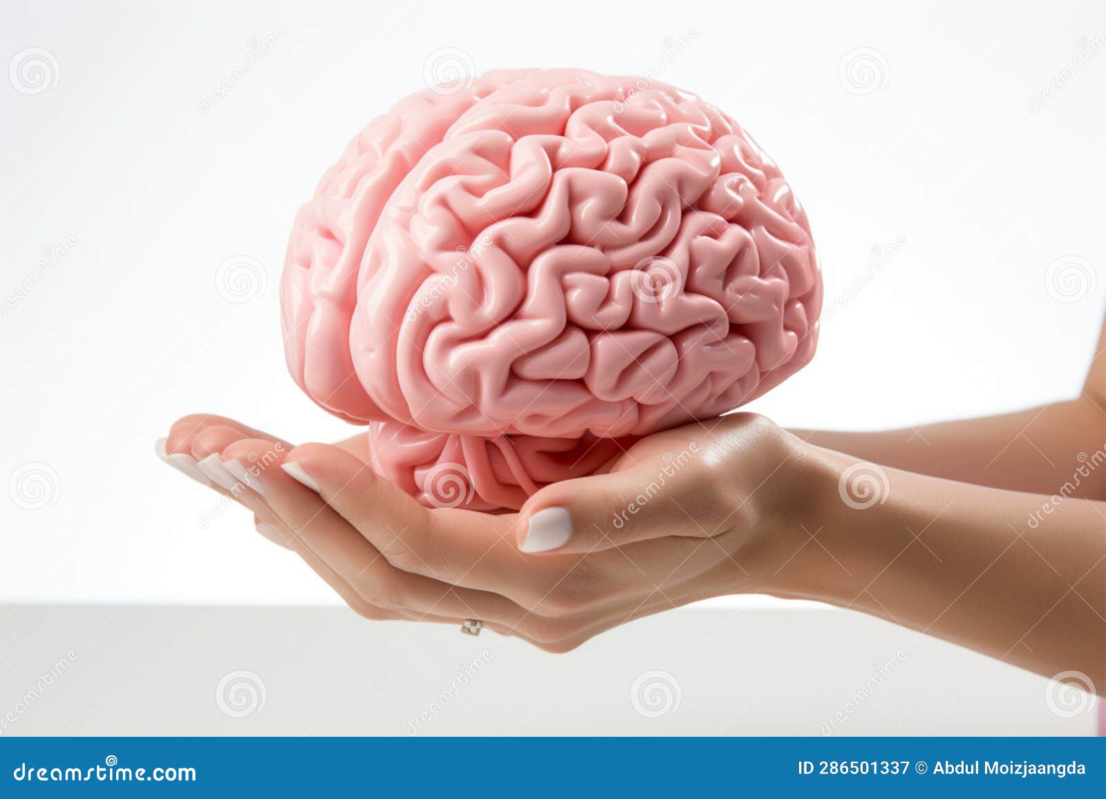 Model Human Brain Held in Hand, Isolated on a White Surface Stock ...