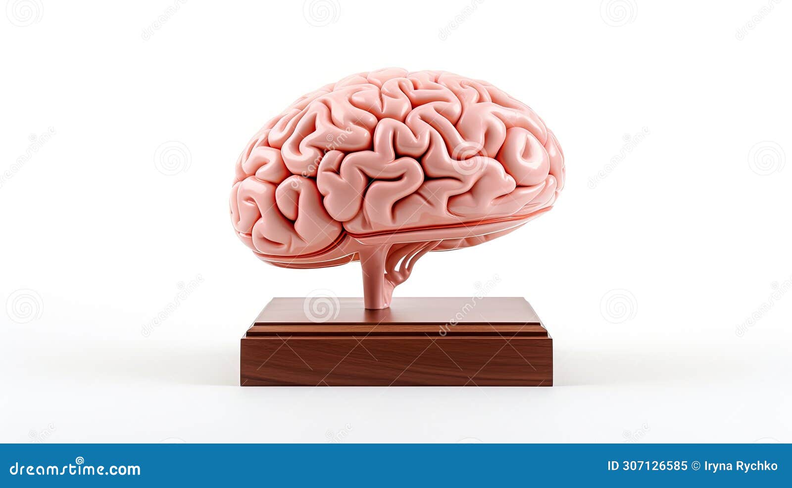 Model of human brain stock illustration. Illustration of white - 307126585