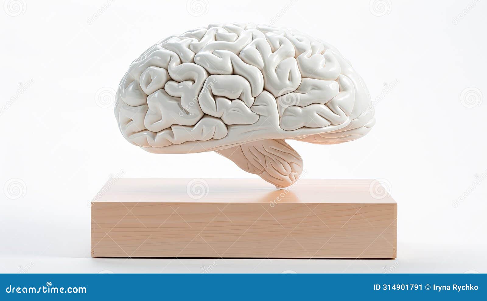 Model of human brain stock illustration. Illustration of background ...