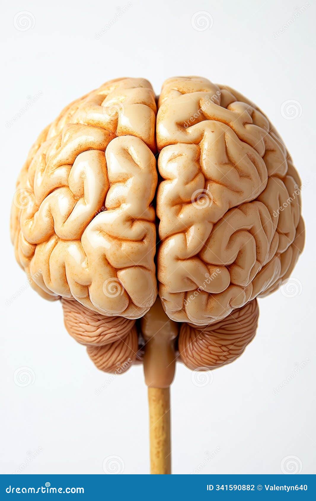 A Model of a Human Brain on a Stick Stock Photo - Image of anatomy ...