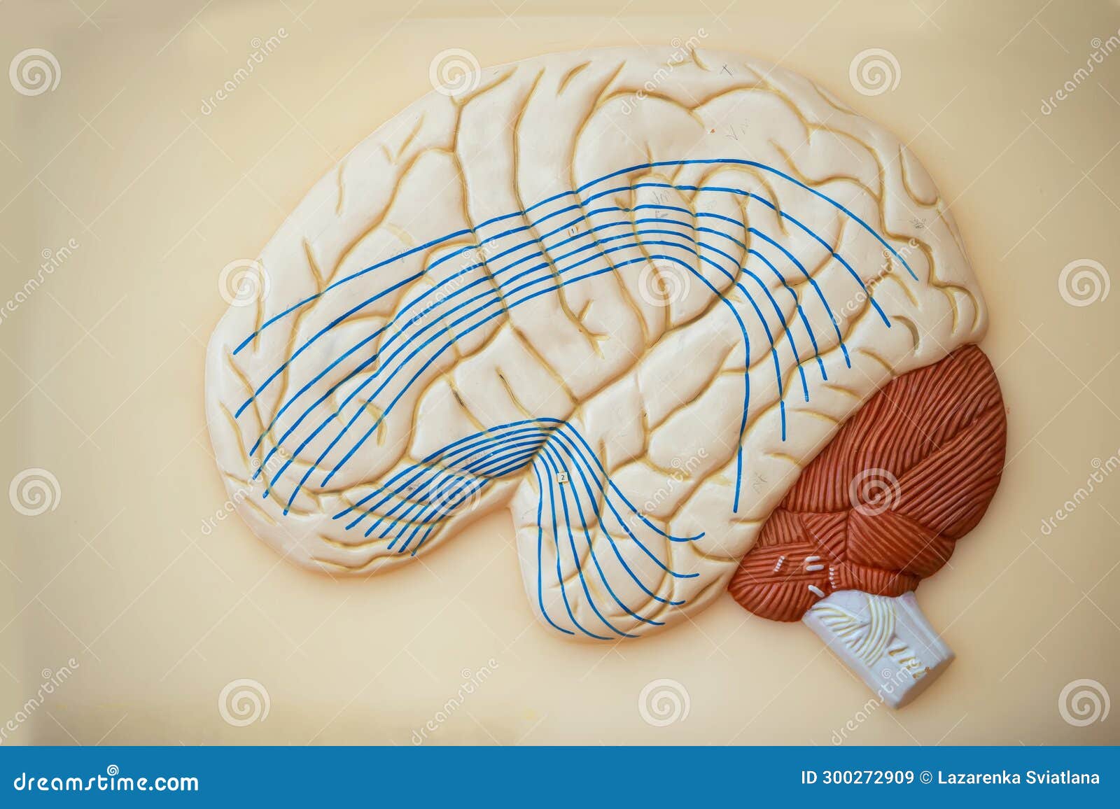 Model of the Human Brain for Teaching in the Medical Class Stock Image ...