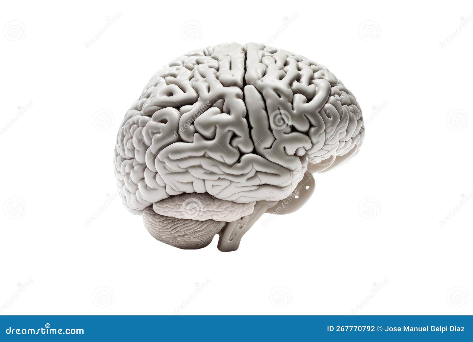 Model of Human Brain on White Background. Profile View. Intelligence ...