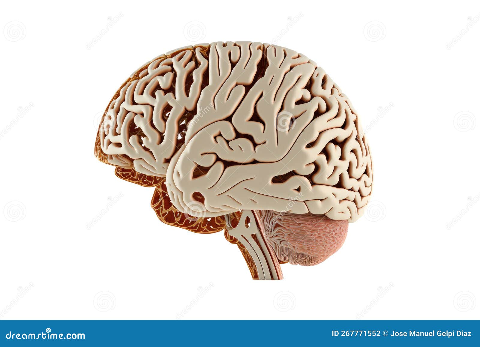 Model of Human Brain on White Background. Profile View. Intelligence ...