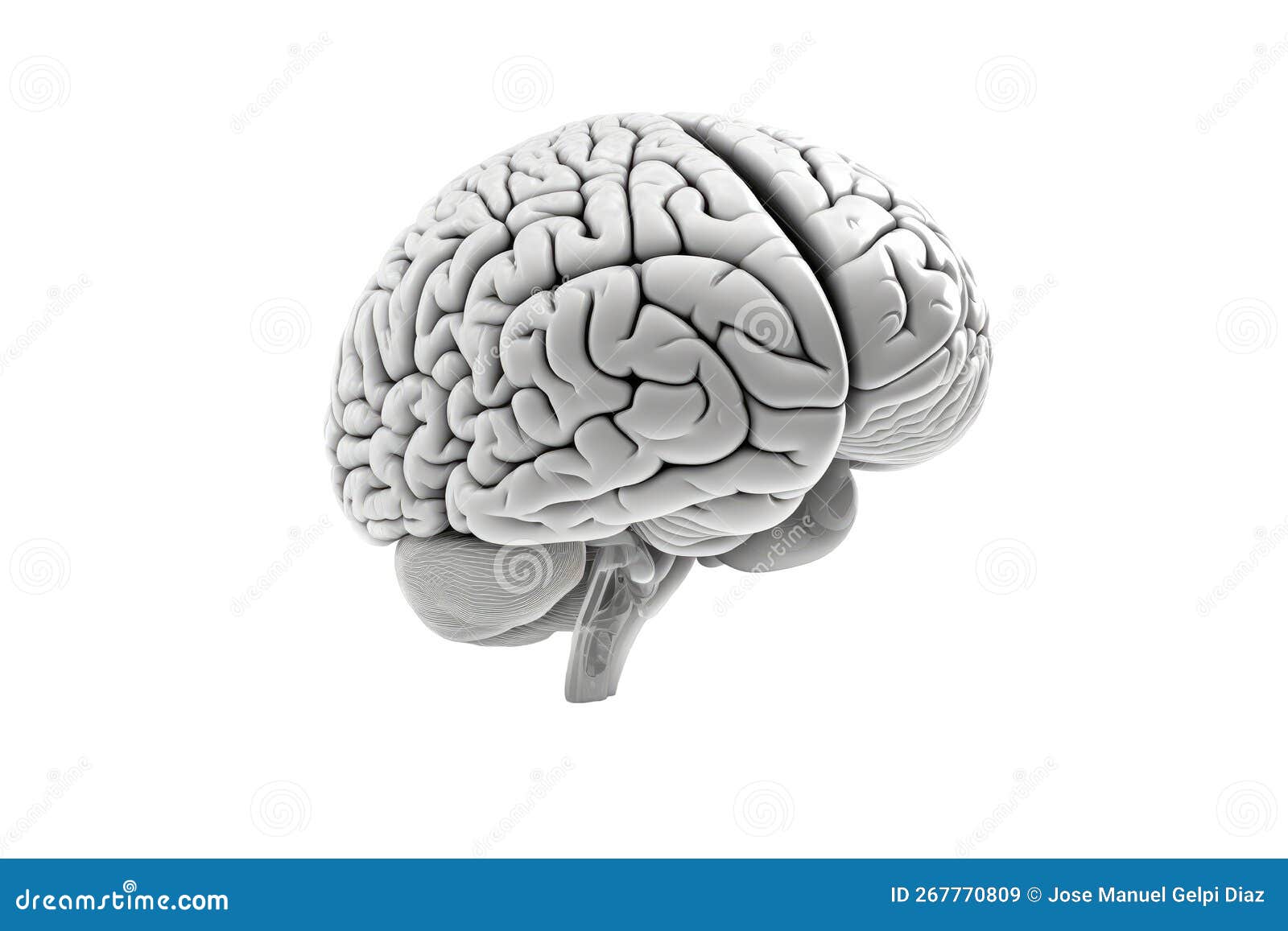 Model of Human Brain on White Background. Profile View. Intelligence ...