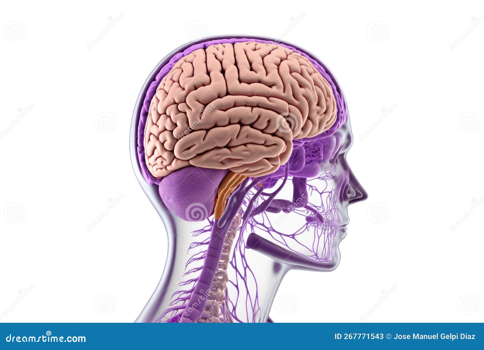 Model of Human Brain on White Background. Profile View. Intelligence ...