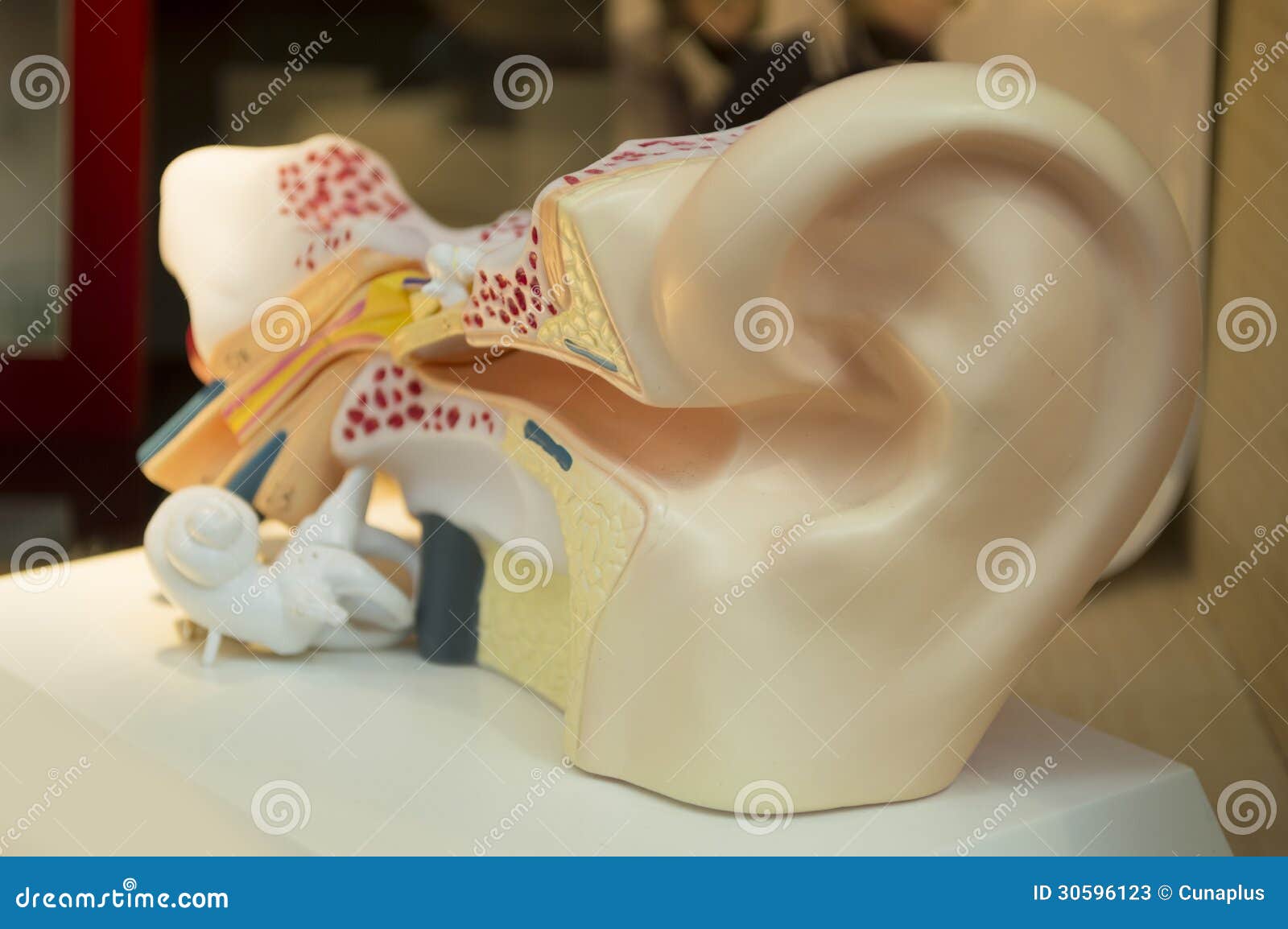 Model of a human ear stock image. Image of medical, tube - 30596123