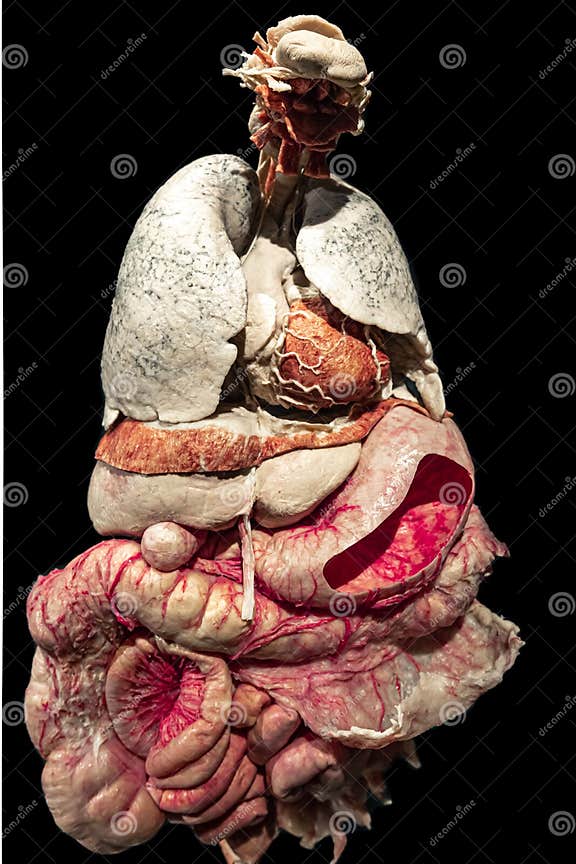 A Model of the Human Entrails, an Exhibit for Study. Stock Image ...