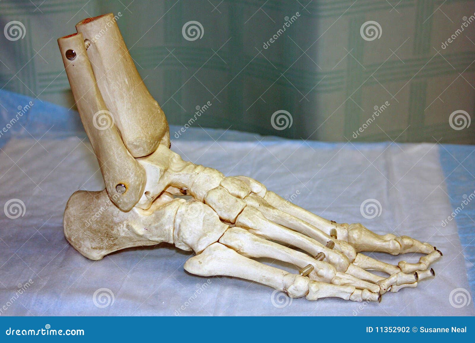 Model of a human foot stock photo. Image of bones, representation ...