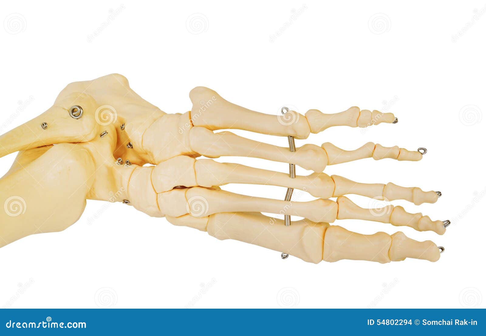 Model of a Human Foot, with All the Toes Bones and the Ankle. Stock ...