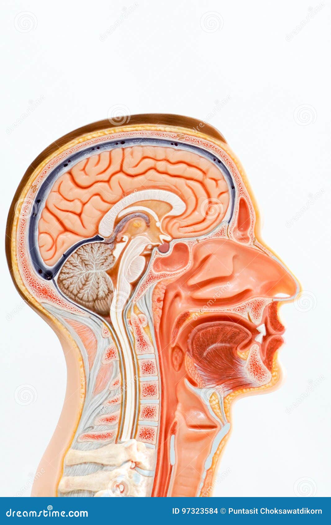 Model of human head stock photo. Image of computer, avatar - 97323584