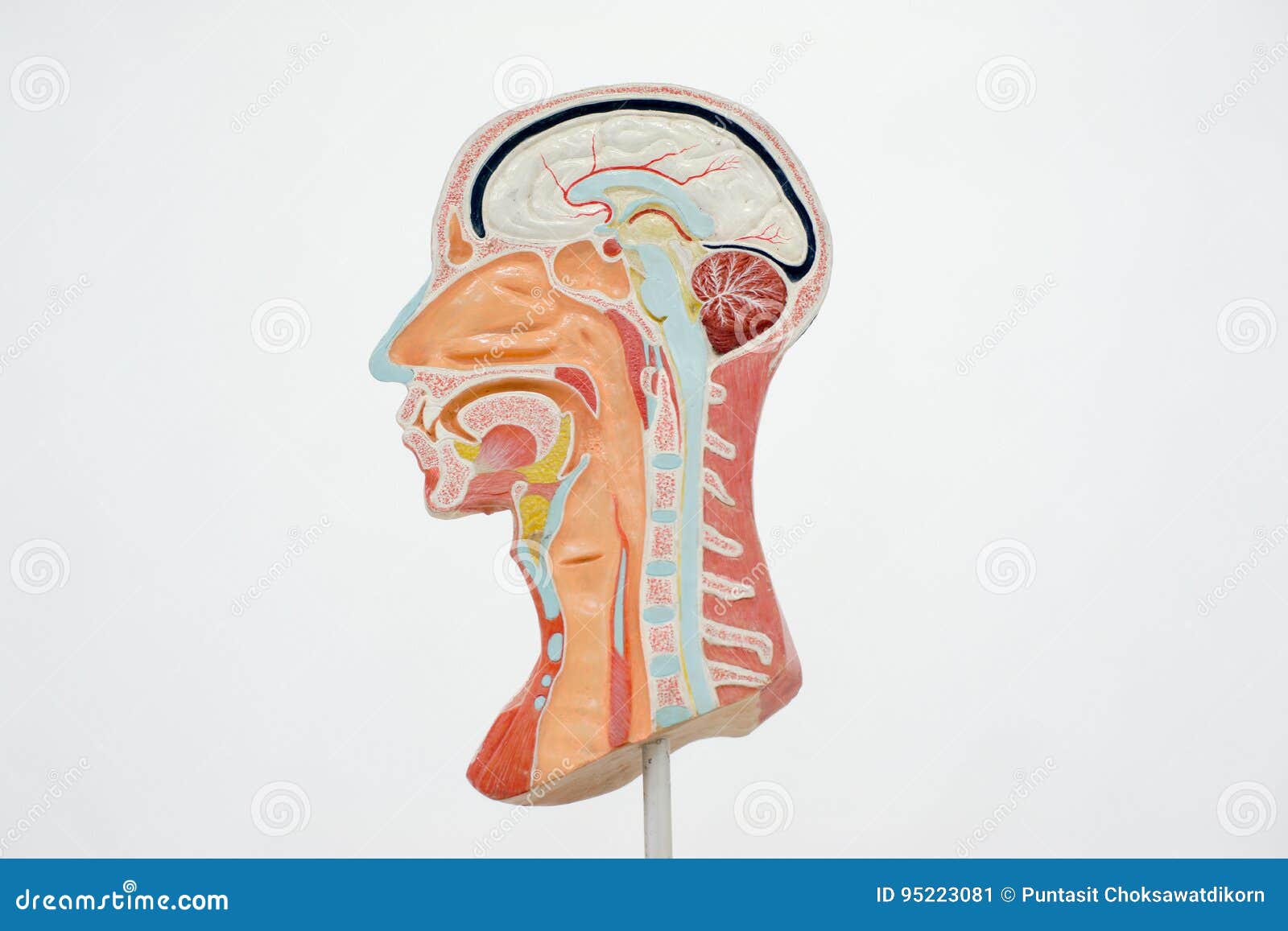 Model of human head stock image. Image of health, portrait - 95223081