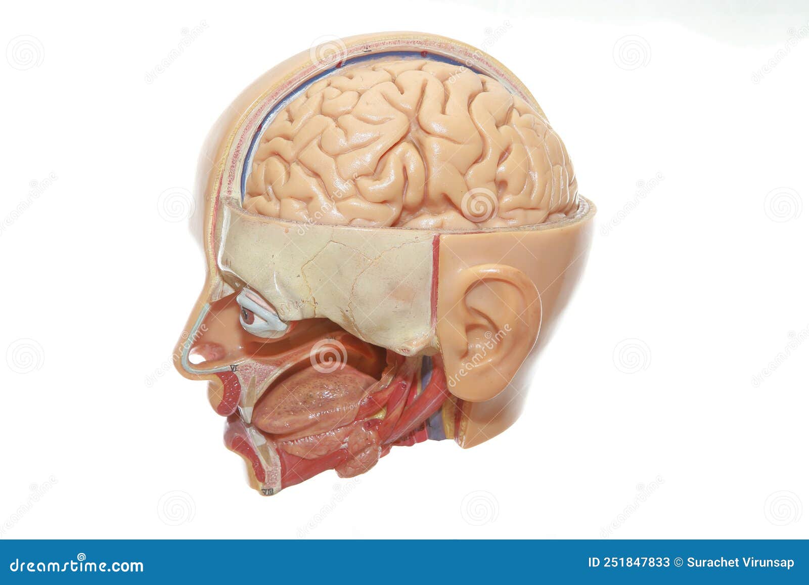 Model of Human Internal Organs. Anatomy Stock Image - Image of model ...