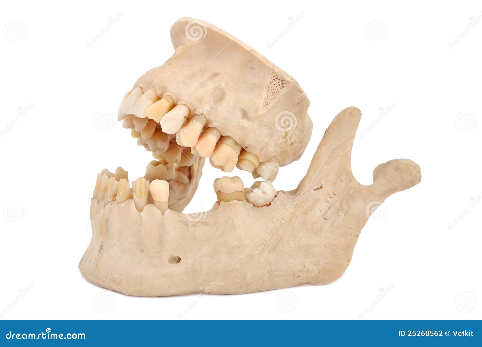 Model Of Human Jaw Stock Photography - Image: 25260562