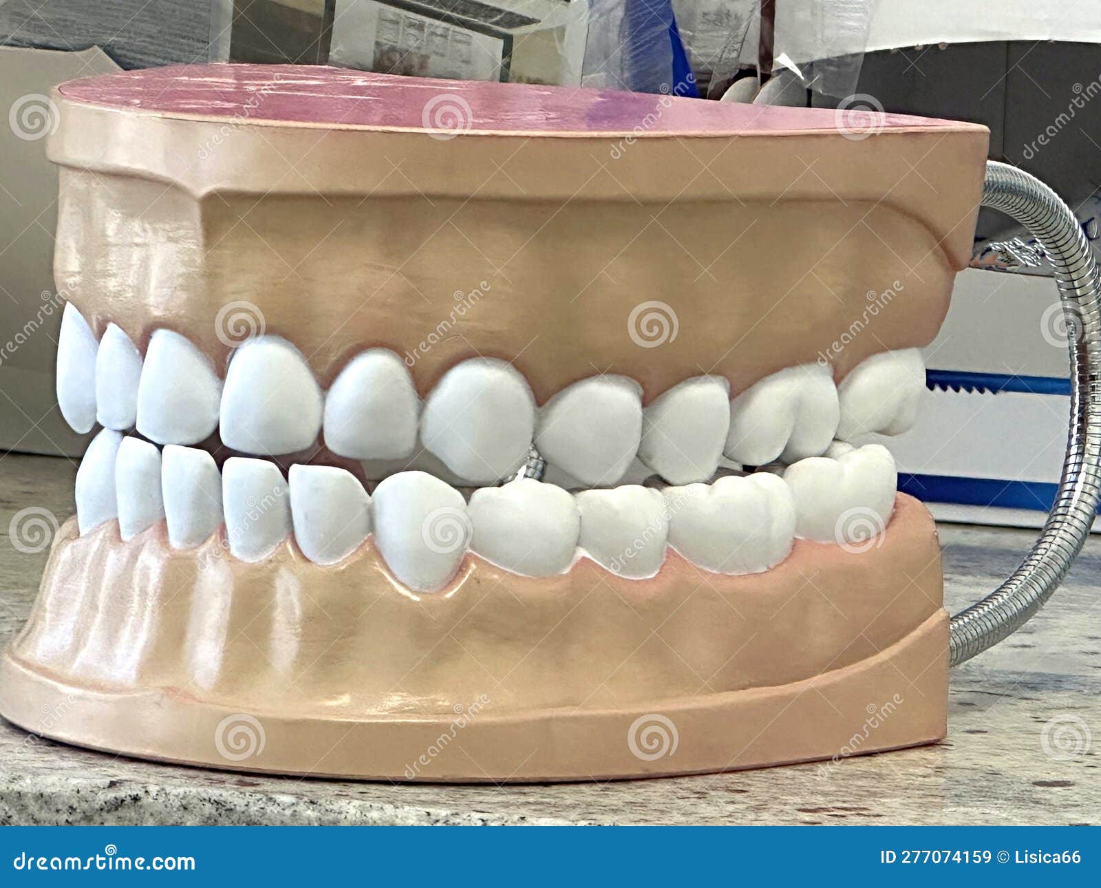 Model of Human Jaw with Teeth Stock Image - Image of dentistry ...